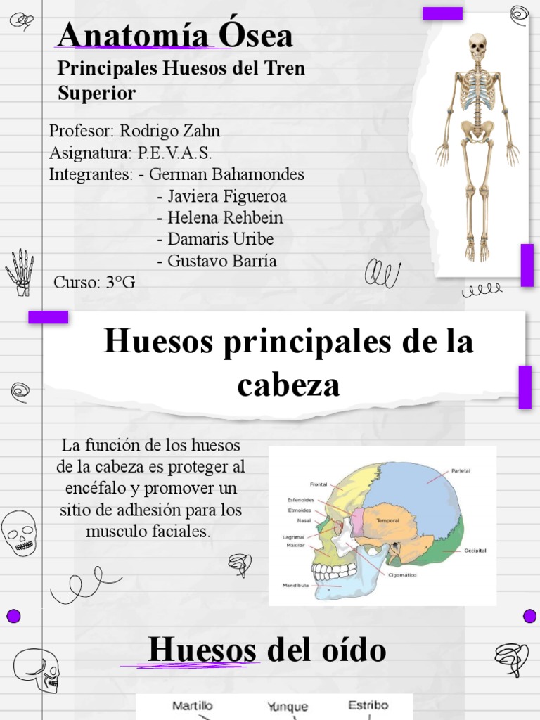 Trabajo de PEVAS - Anatomia Osea Del Tren Superior - 3°G | PDF | Mano ...