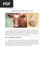 Cattle Respiratory System Overview | PDF | Lung | Respiratory Tract