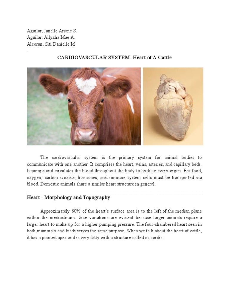Cow's Heart | PDF | Heart | Atrium (Heart)