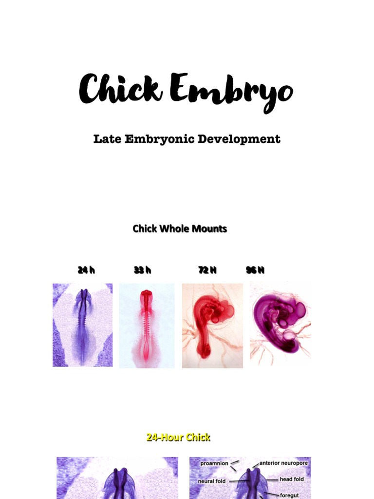 Chick Embryo | PDF | Zoology | Reproduction