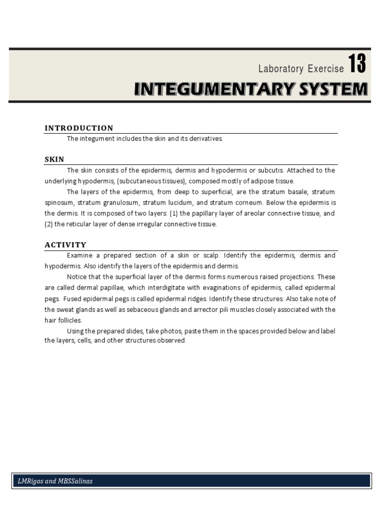 Histo Lab Ex 13 17 | PDF | Stomach | Skin