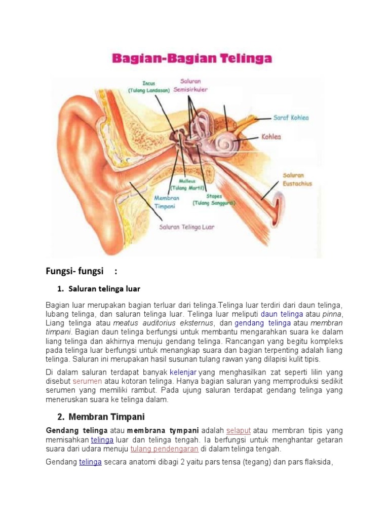 Fungsi Telinga | PDF | Kesehatan Holistik