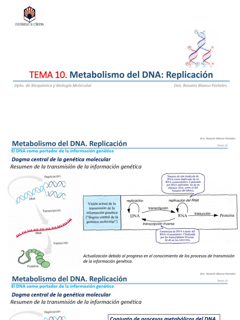 TEMA 10 - Metabolismo Del DNA. Replicación | PDF | Replicación De Adn | Adn
