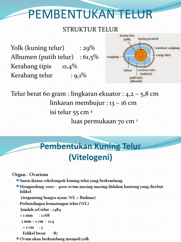 Pembentukan Telur | PDF
