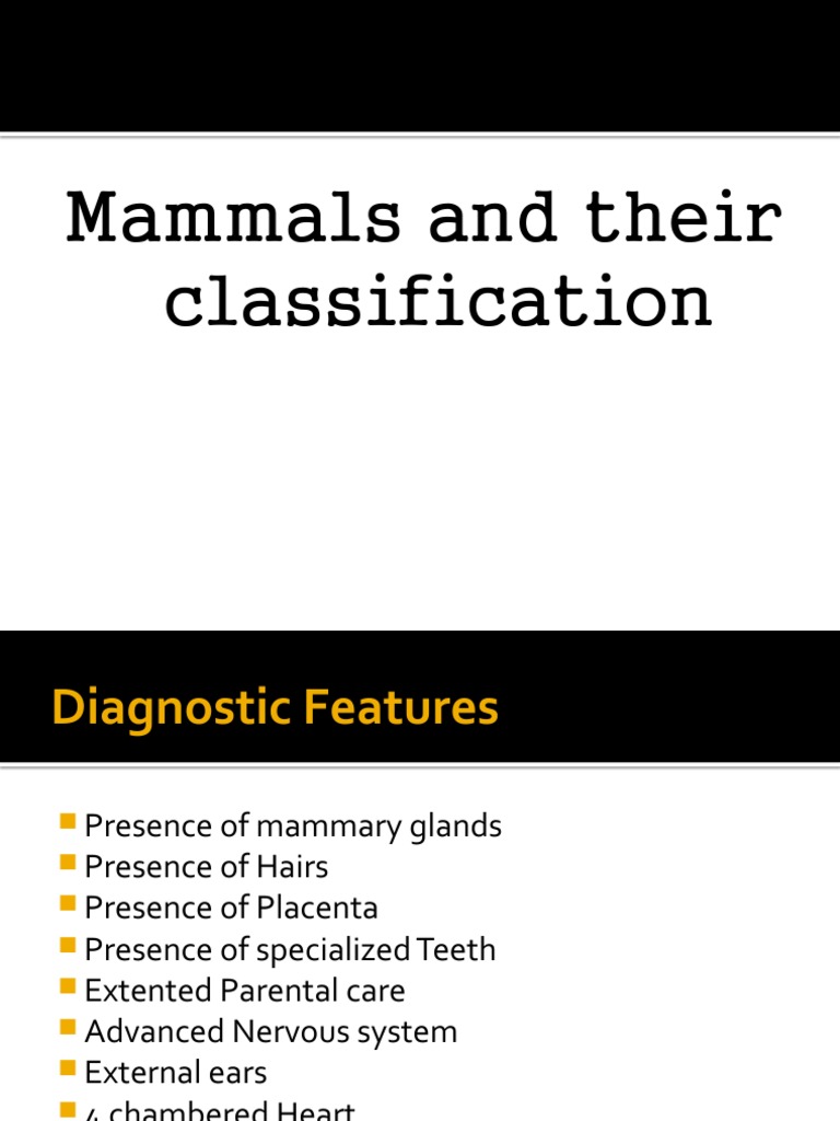 Classification of Mammals Explained | PDF | Mammals | Cetacea