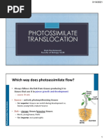 Translocation Process in Plants | PDF