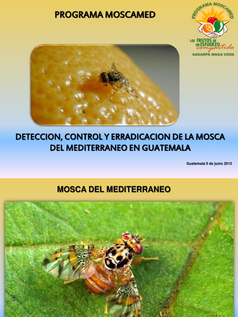 Moscamed-Macho Esteriles-Guatemala-Junio 2015 | PDF | Mosca | Agrios
