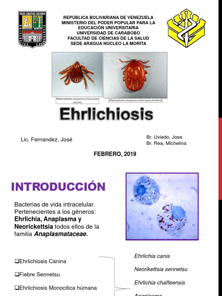 Ehrlichiosis | PDF | Especialidades Medicas | Enfermedades y trastornos