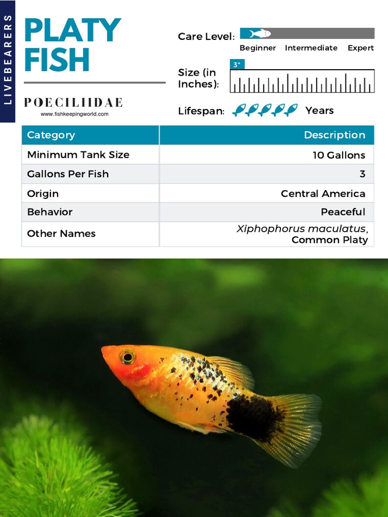 Platy Fish | PDF | Vertebrates | Animals Kept As Pets