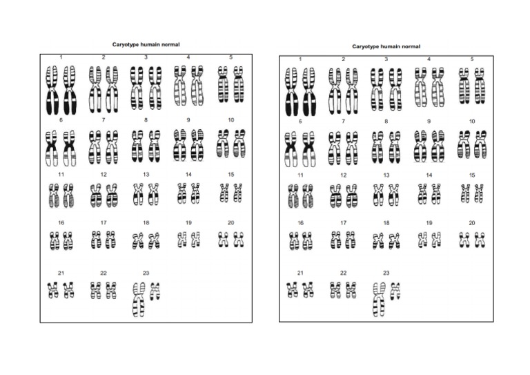 Caryotype | PDF