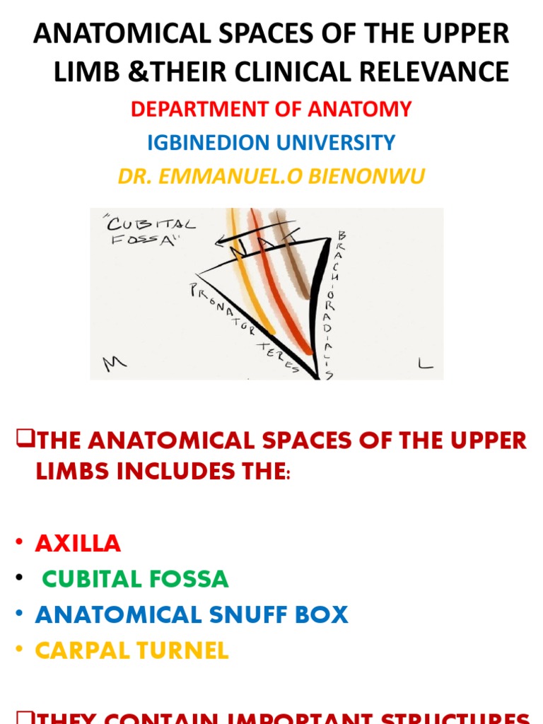 Upper Limb Anatomy & Clinical Relevance | PDF | Social Science ...