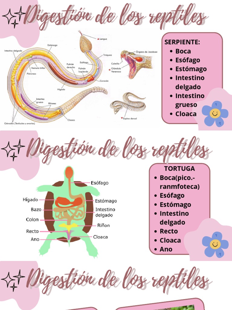 Digestión de Los Reptiles (2) (1) | PDF