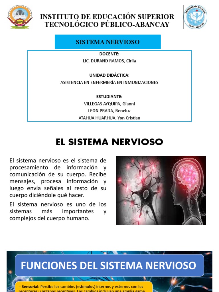 El Sistema Nervioso | PDF | Sistema nervioso | Cerebro