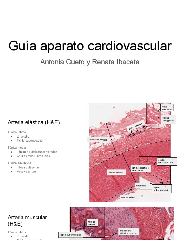 Guía Aparato Cardiovascular, Cueto e Ibaceta | PDF | Músculo | Artería