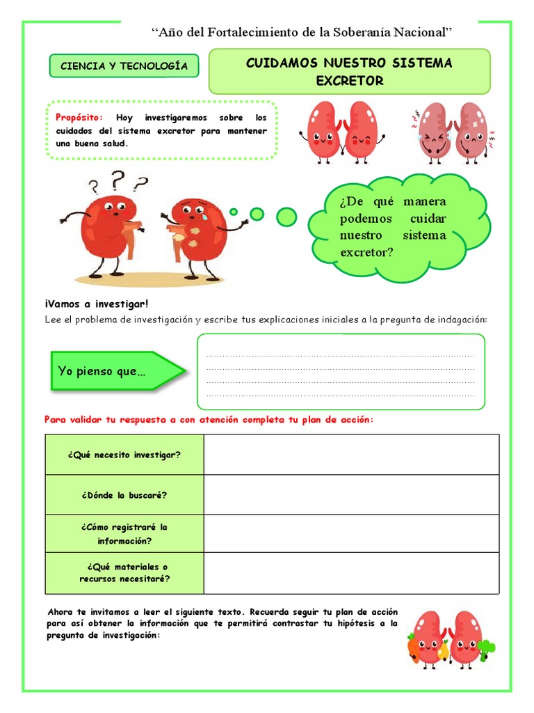 Ficha-Juev-Cyt-Cuidamos Nuestro Sistema Excretor | PDF | Sistema urinario | Riñón