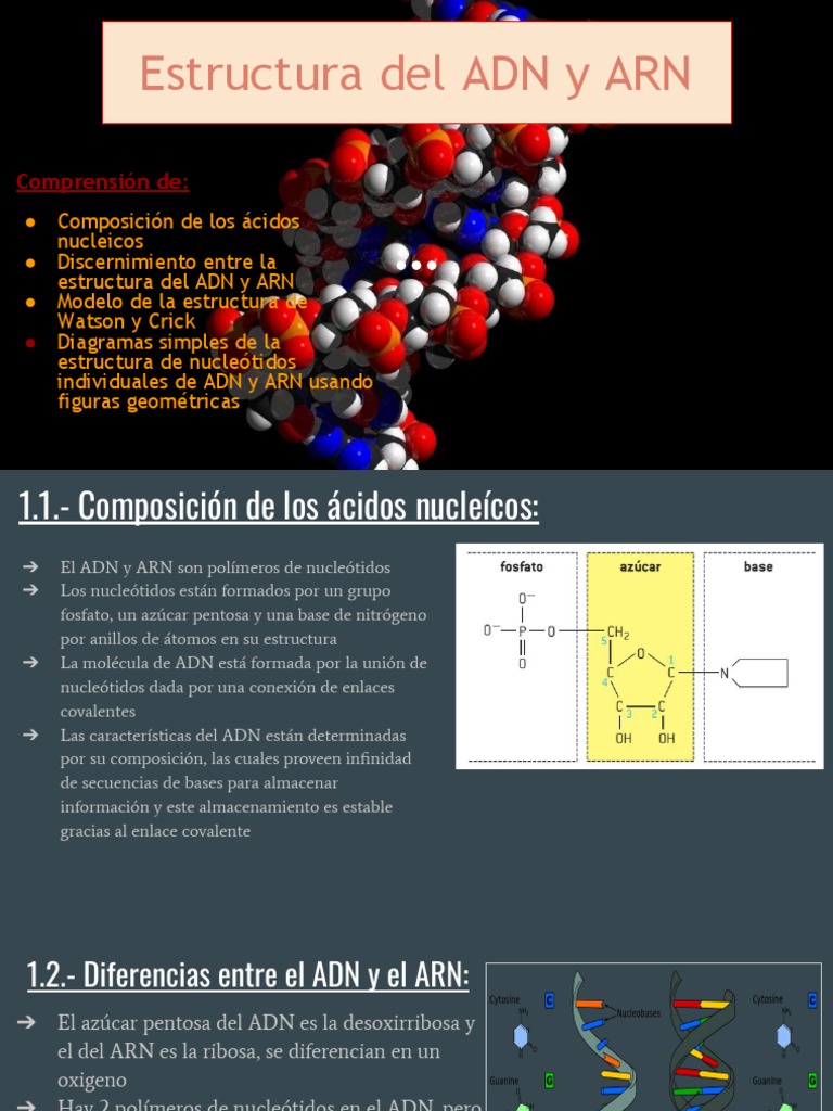 Presentación Sobre El ADN Y ARN | PDF