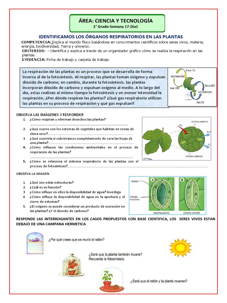 2do-Semana 17-Dia1 | PDF | Estoma | Hoja