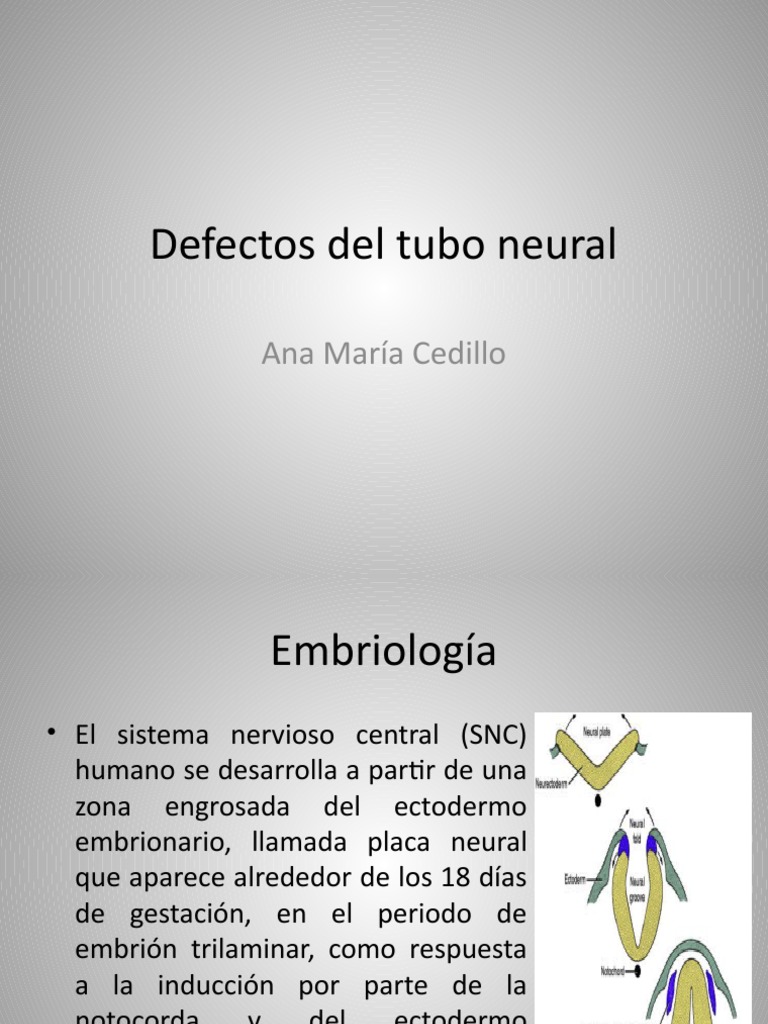 Defectos Del Tubo Neural | PDF | Sistema nervioso | Anatomía