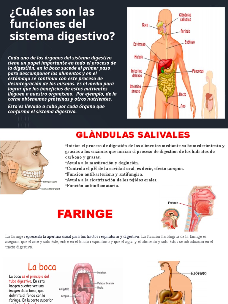 Cuáles son las funciones del sistema digestivo | PDF | Sistema ...