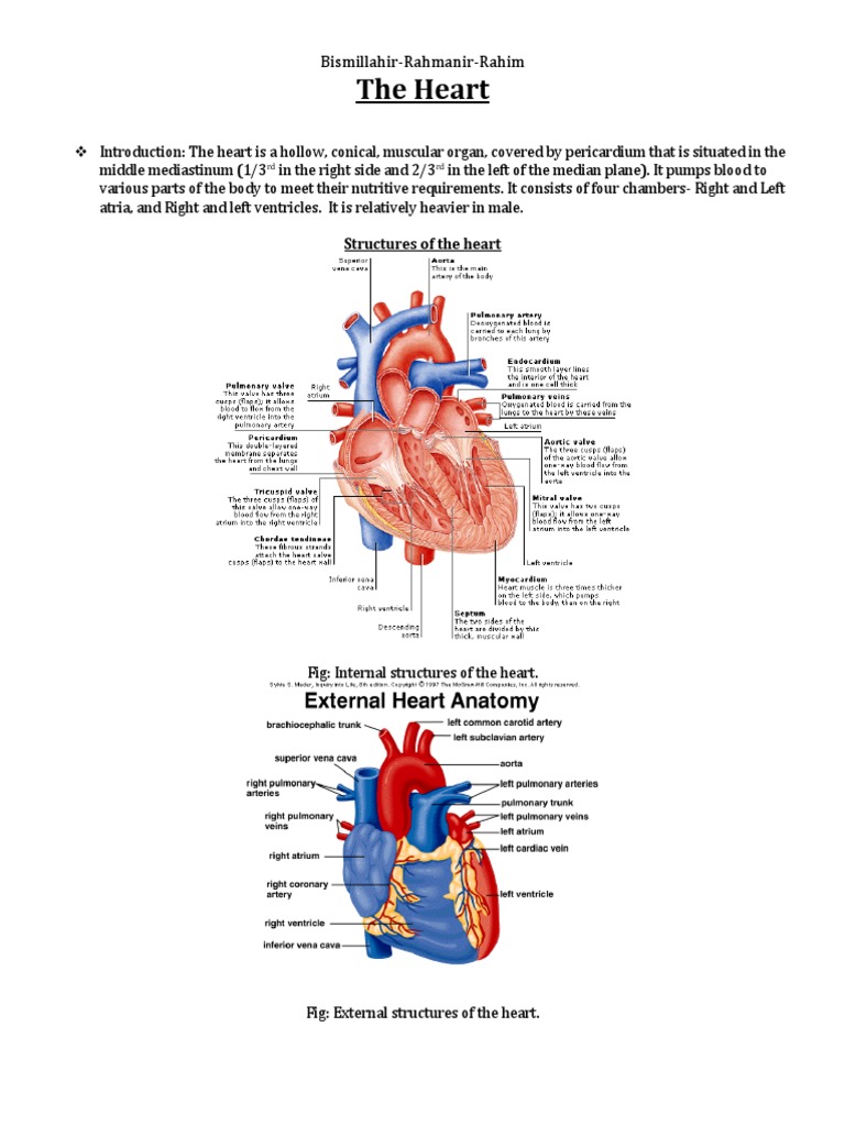 The Heart 2017 | Download Free PDF | Heart | Coronary Circulation