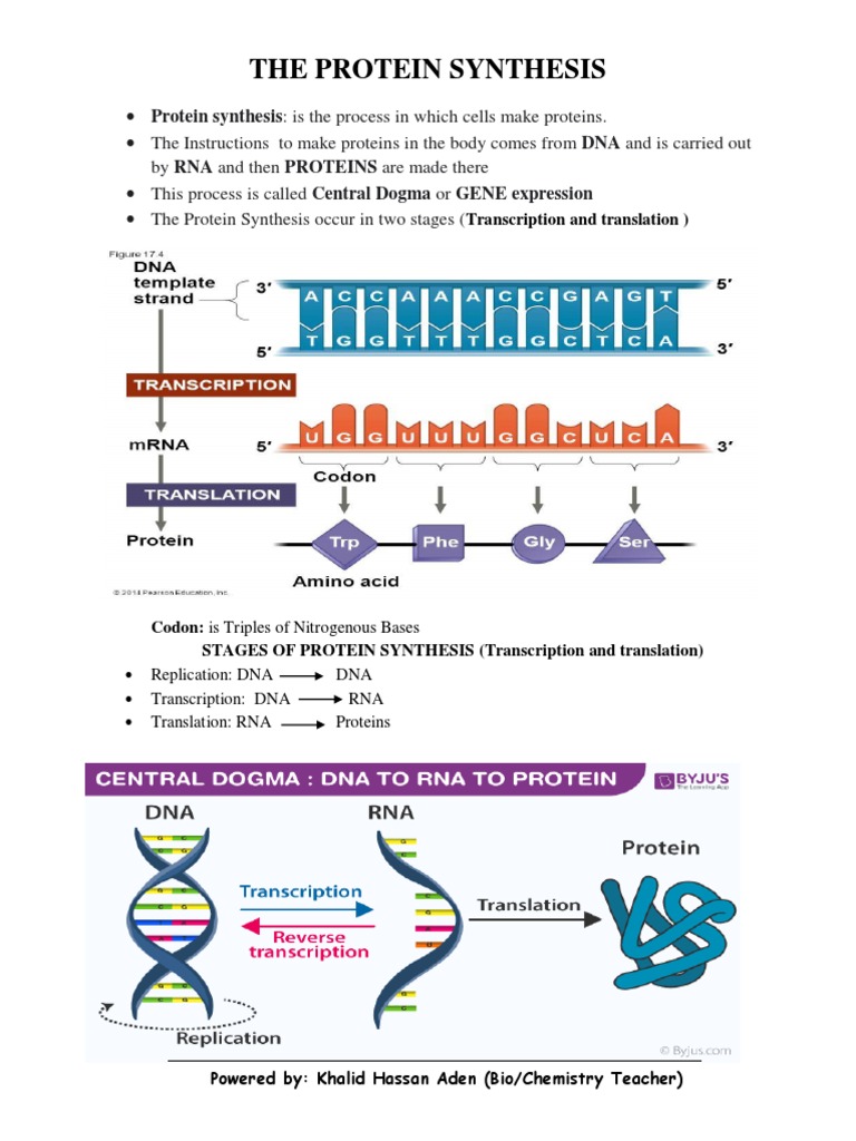 Part 2 The Protein Synthesis | PDF | Wellness