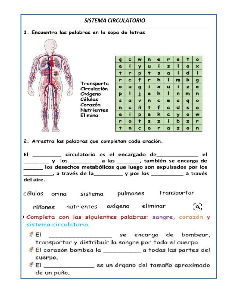 Sistema Circulatorio | PDF