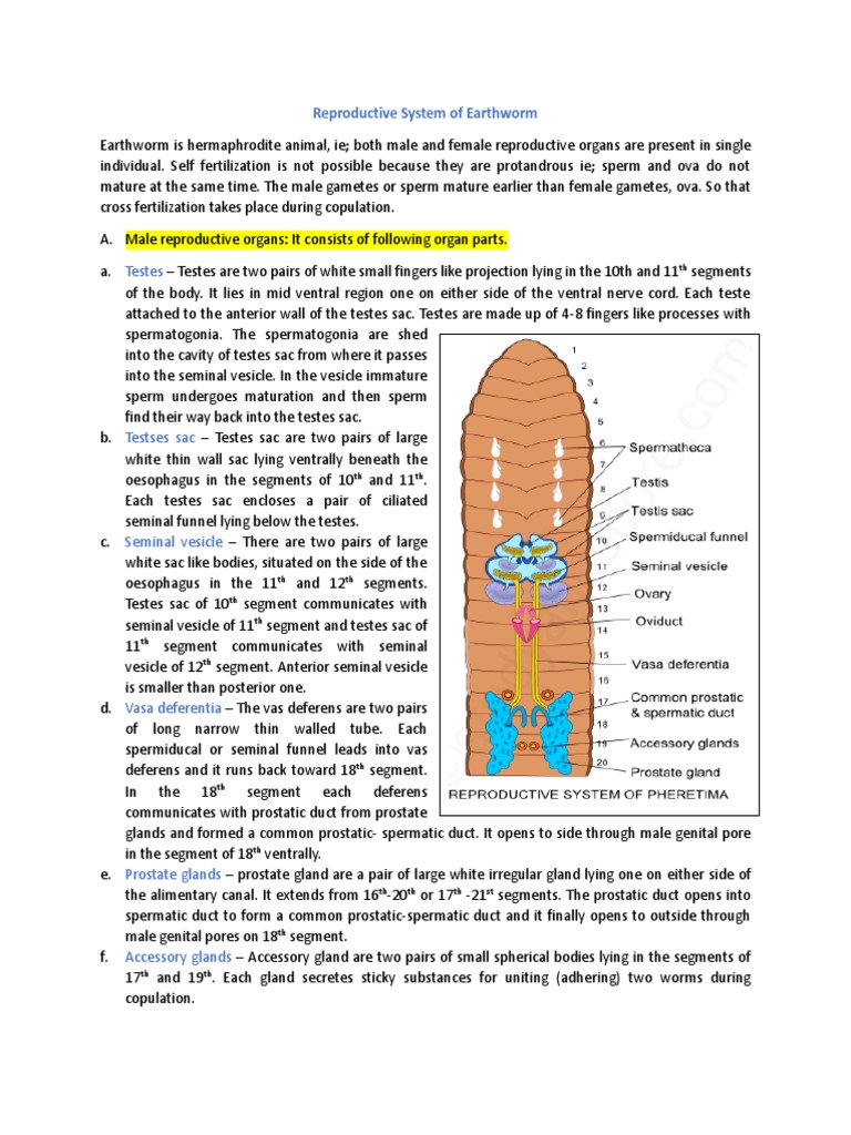 Earthworm Reproductive System Explained | PDF | Reproductive System ...