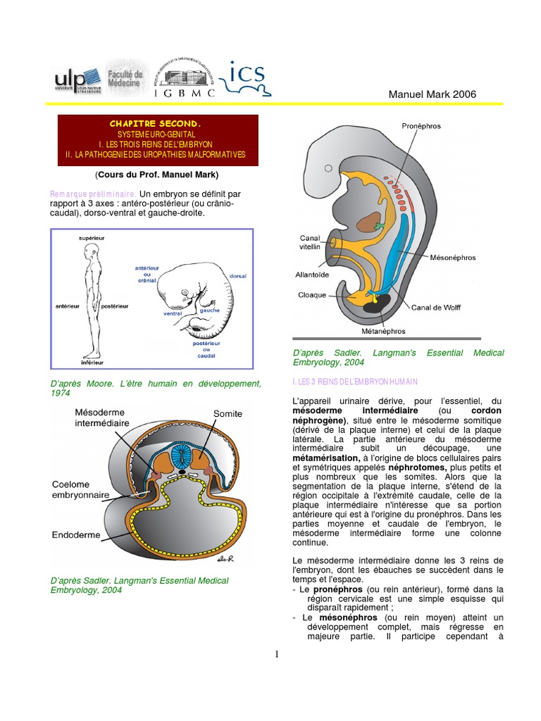 Embryo Rein | PDF | Rein | Anatomie