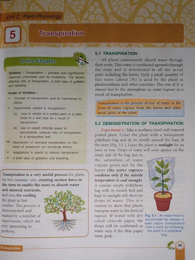 CHP 5 Transpiration | PDF | Stoma | Leaf