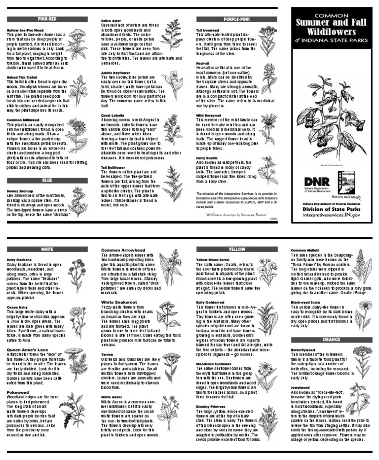 Summer Wildflowers 2000 | PDF | Flowers | Botany