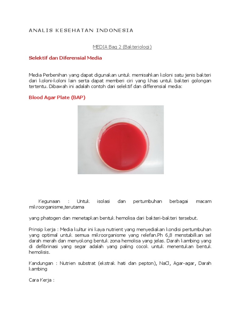 Media Bakteri 2 | PDF