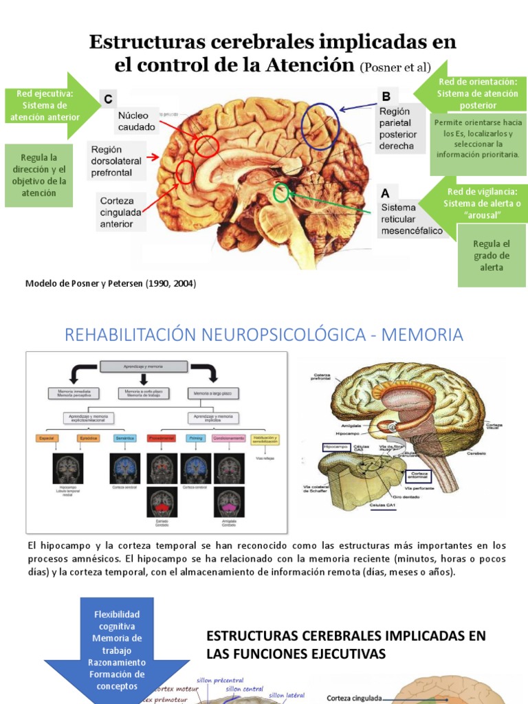 Áreas Cerebrales | PDF | Funciones ejecutivas | Memoria