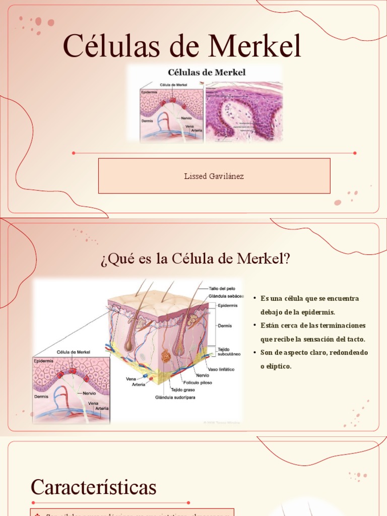 Celula de Merkel 24-02-23 | PDF | Medicina CLINICA | Especialidades Medicas