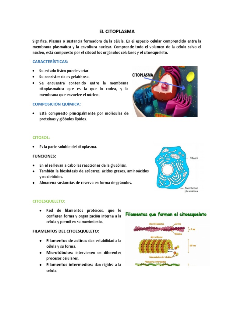El Citoplasma | PDF | Citoplasma | Biología Celular)