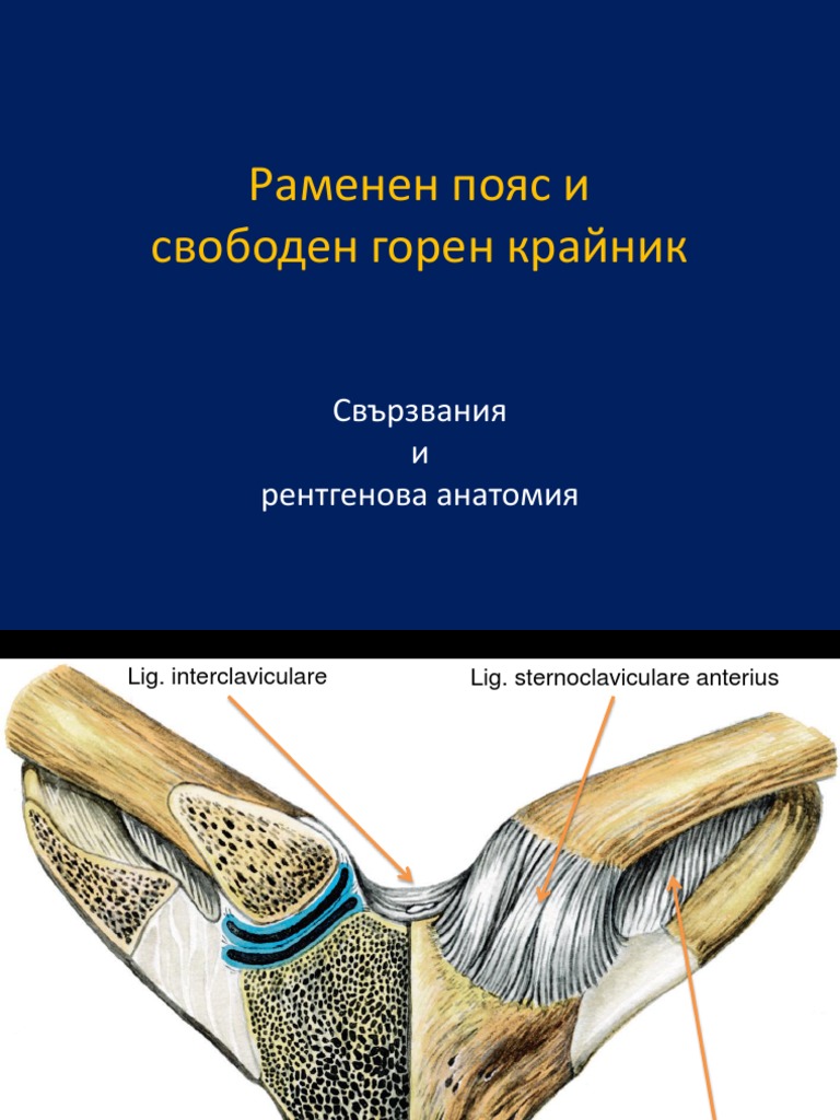 Ligaments of the upper limb | PDF
