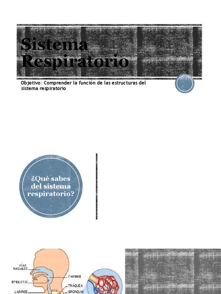 Sistema Respiratorio Quinto Básico | PDF | Ciencias sociales