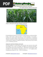 Ficha Técnica Del Pasto Imperial (Axonopus Scoparius, Hitchc) | PDF ...