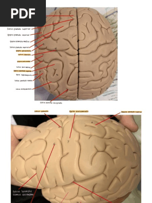 Sulcus Terminalis Brain