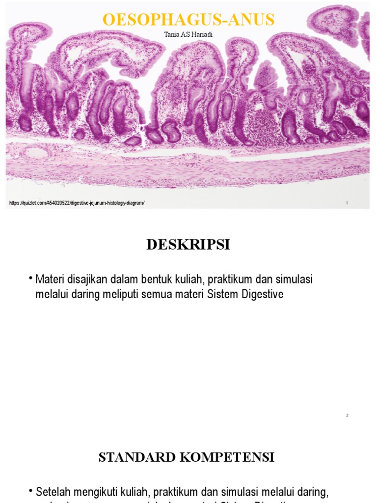Esofagus-Anus - UBAYA'21 | PDF | Stomach | Gastrointestinal Tract