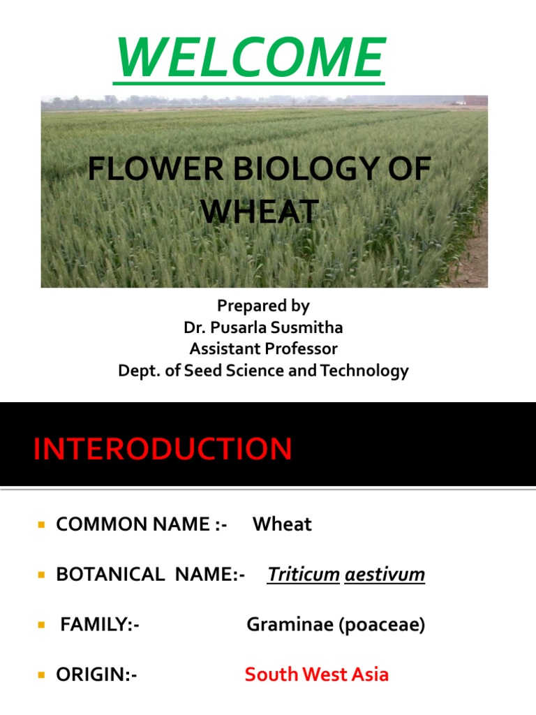 Flower Biology of Wheat 1 | PDF