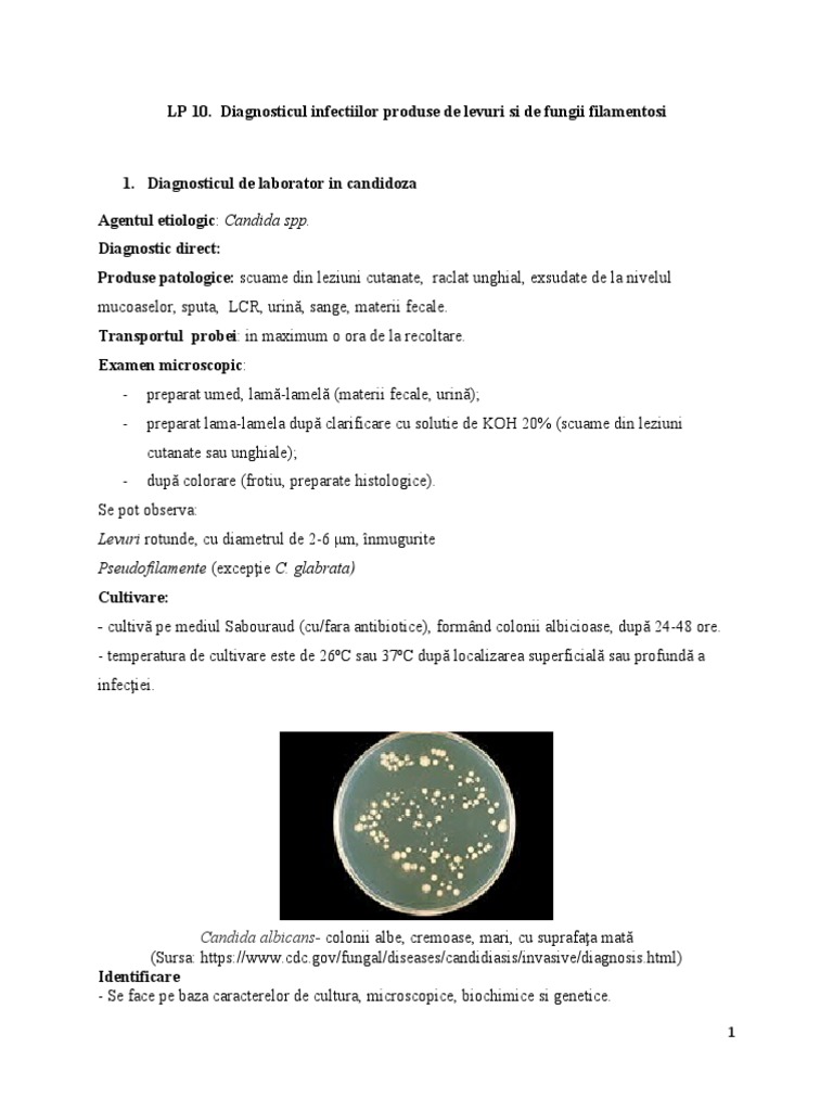Levuri Si Fungi Filam | PDF