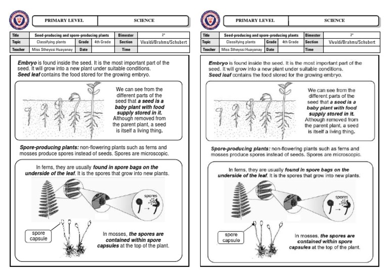 Seed vs. Spore: Plant Classification | PDF | Home & Garden | Science ...
