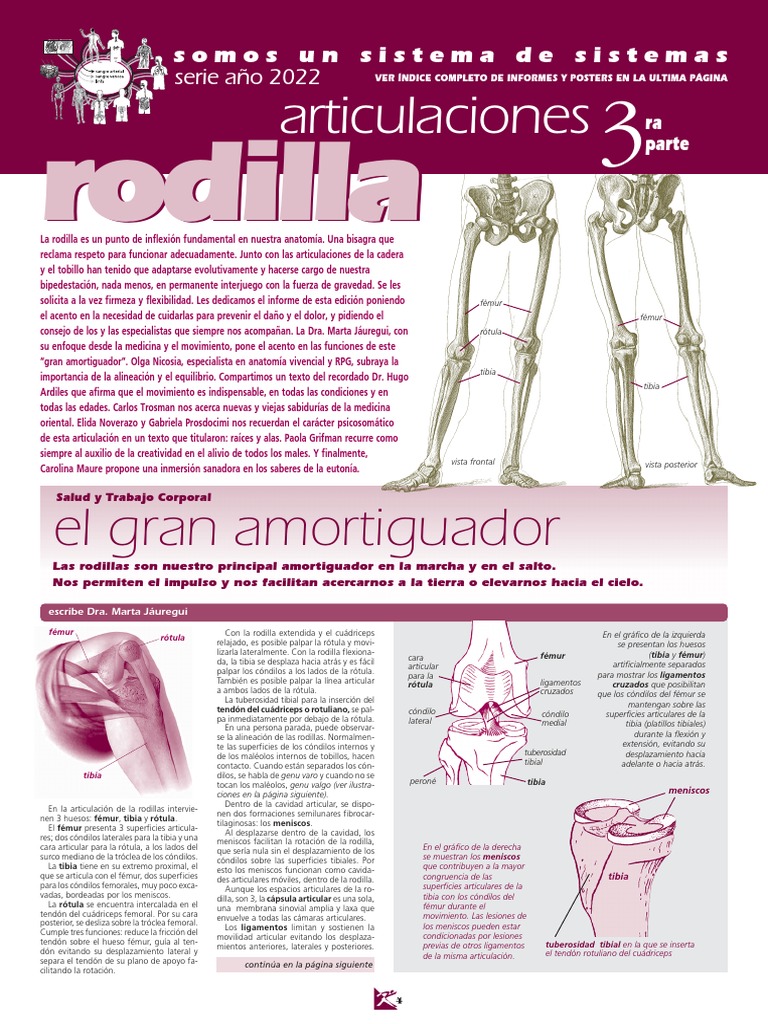 Kiné 154 - (04-06) Rodillas | PDF | Rodilla | Anatomía del miembro inferior