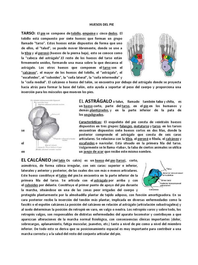 Huesos Del Pie | PDF | Anatomía humana | Sistema musculoesquelético
