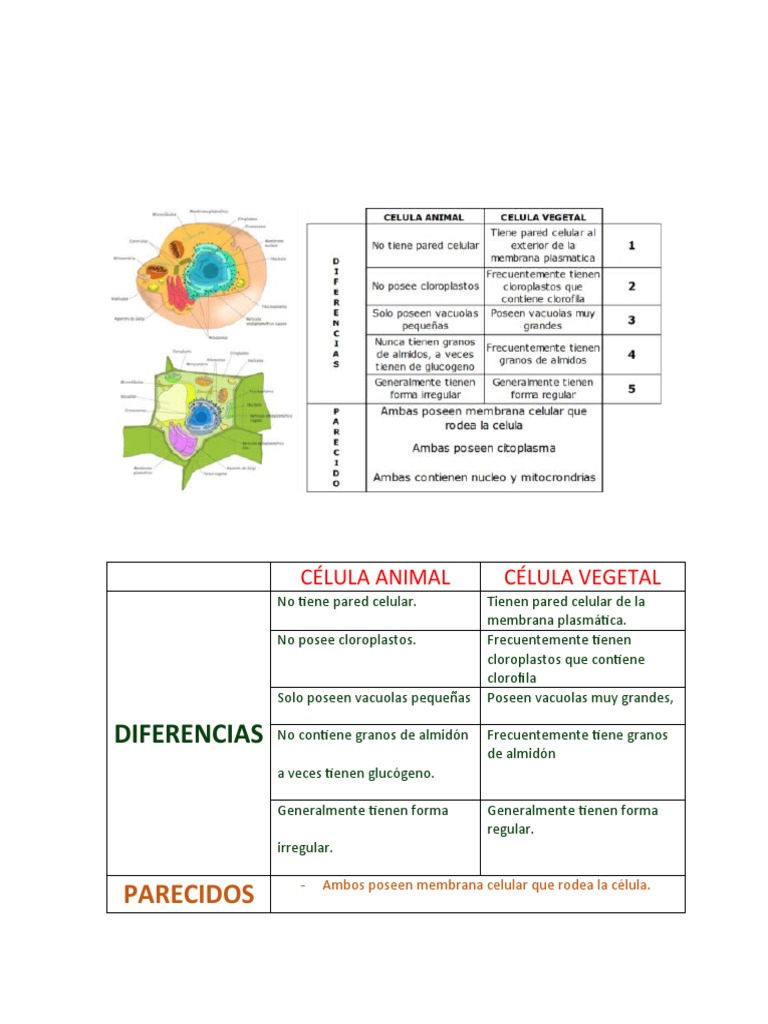 Diferencias entre células animal y vegetal | PDF
