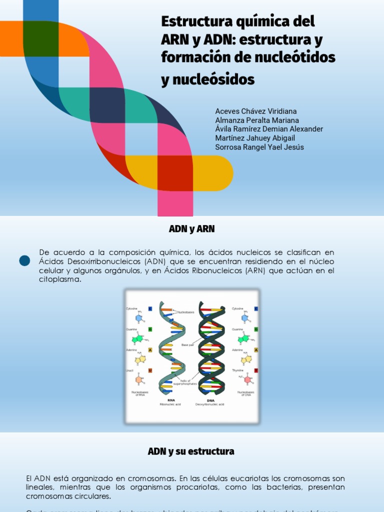 ADN, ARN, Nucleotidos y Nucleosidos | PDF | Rna | Adn