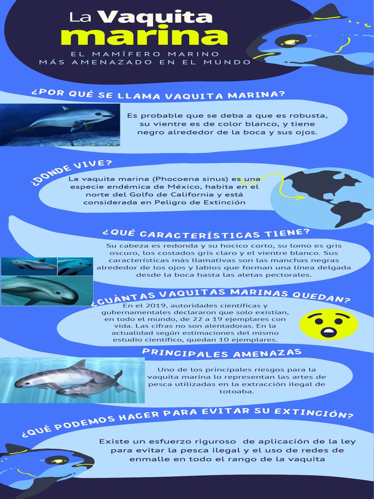 Vaquita Marina | PDF