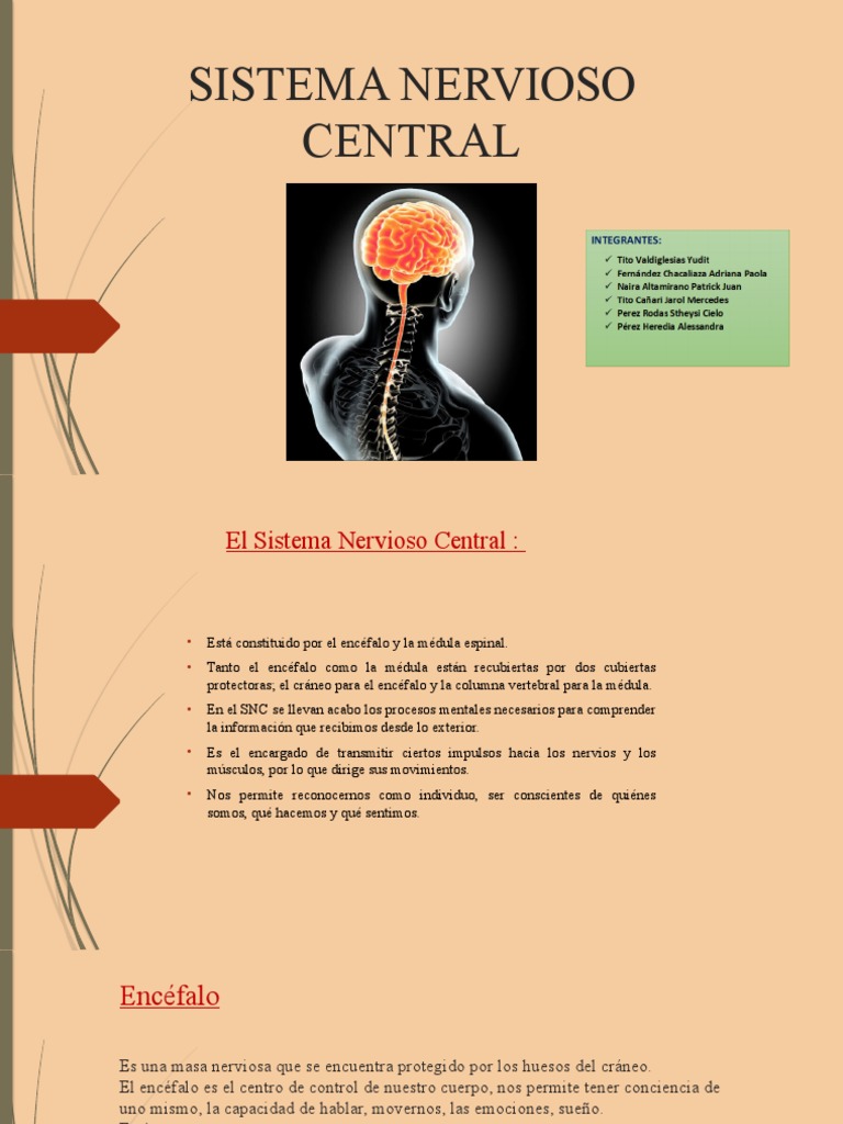 Sistema Nervioso Central | PDF | Cerebro | Sistema nervioso central