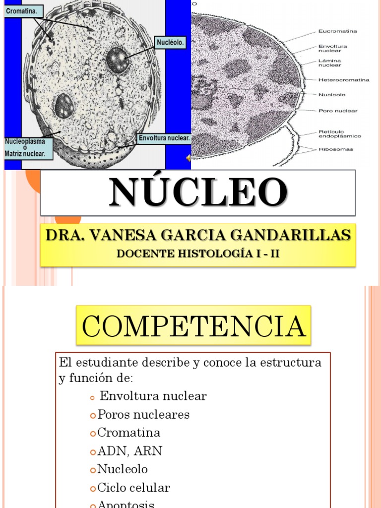 Cap. 3 Nucleo Dra. Vanesa Univalle | Descargar gratis PDF | Nucleo ...