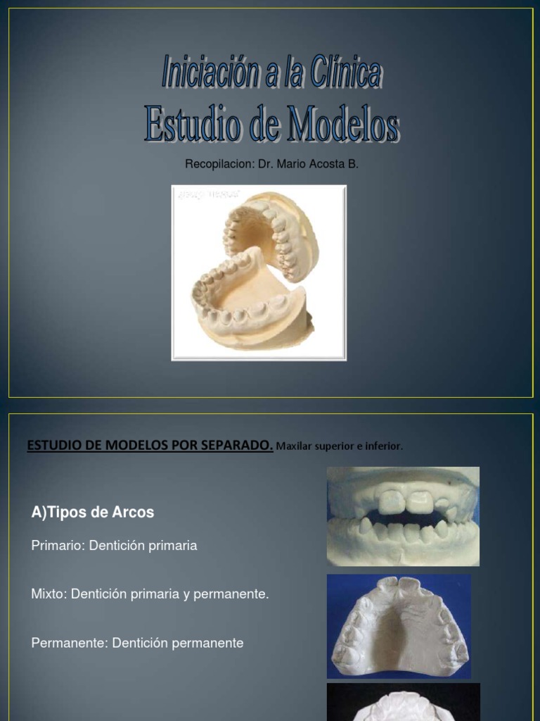 Estudio de Modelos Ugma | Descargar gratis PDF | Diente | Odontología